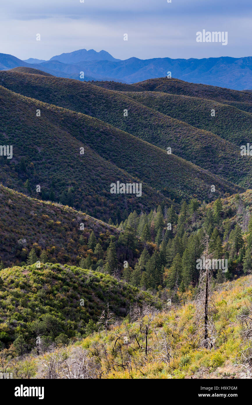 Arizona mountains forests hi-res stock photography and images - Alamy