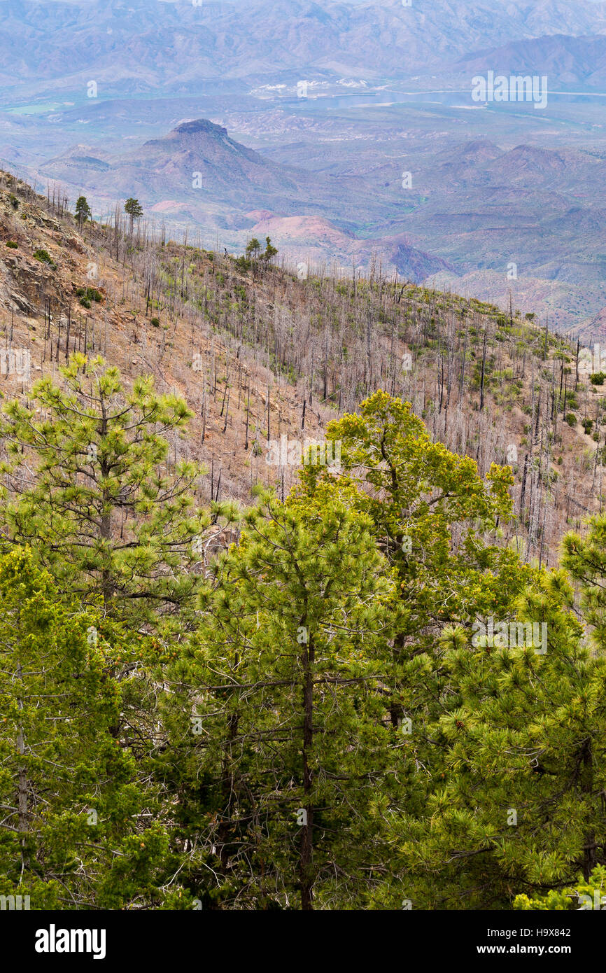 Ponderosa pine trees growing high above Horseshoe Lake. Mazatzal ...