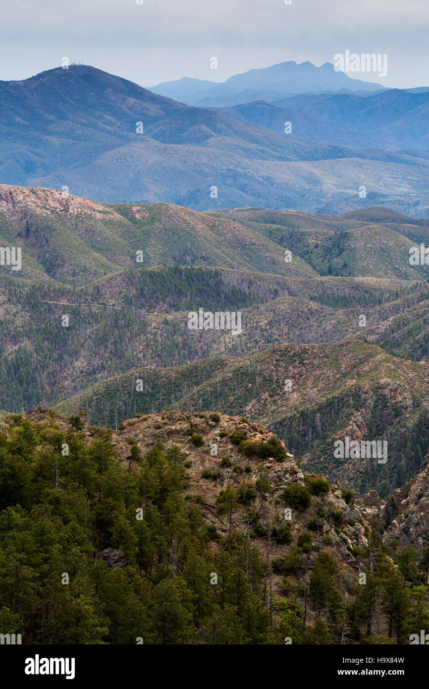 The Four Peaks rising above evergreen and high desert oak forests in ...