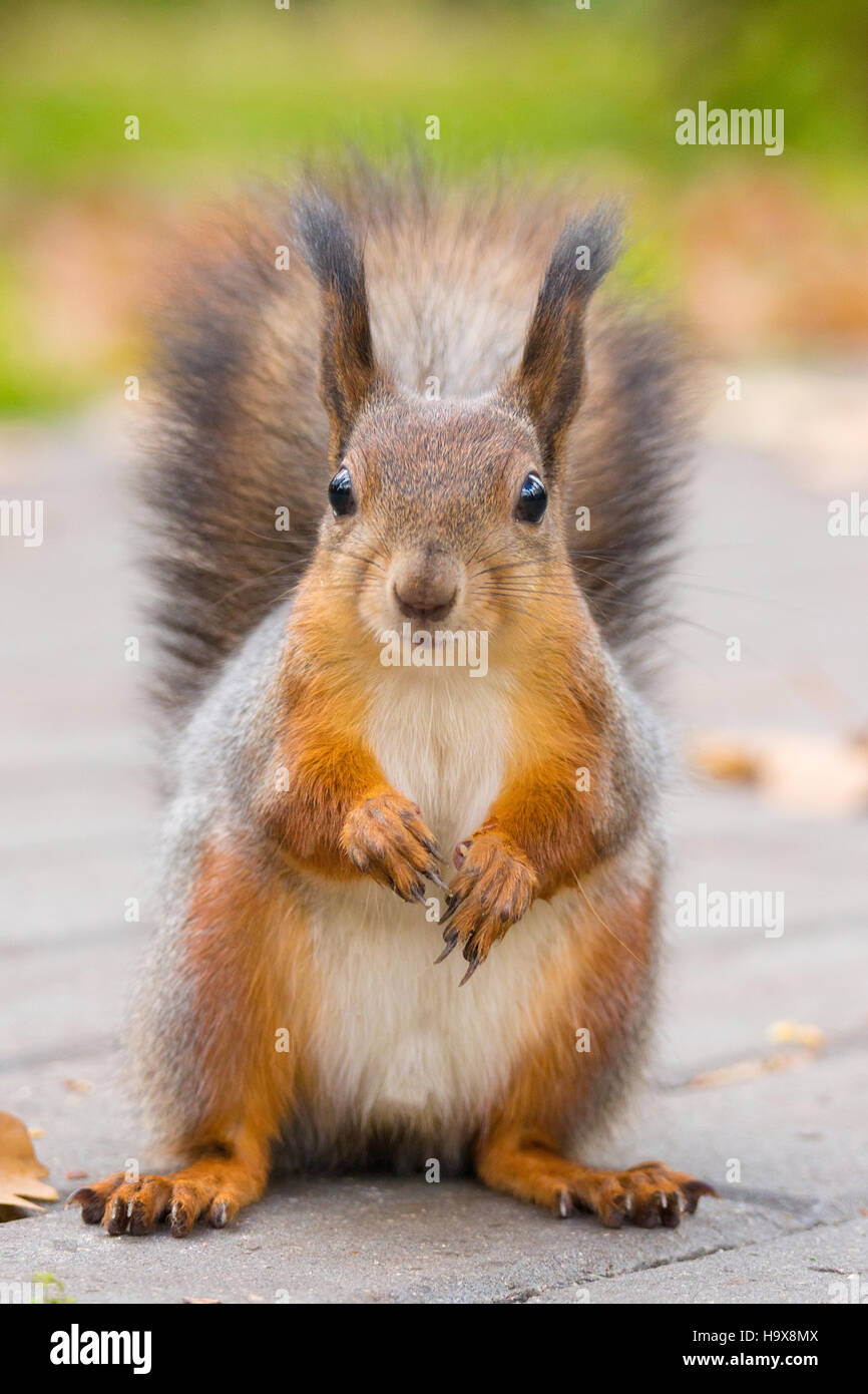 the photograph shows a squirrel on a tree Stock Photo - Alamy