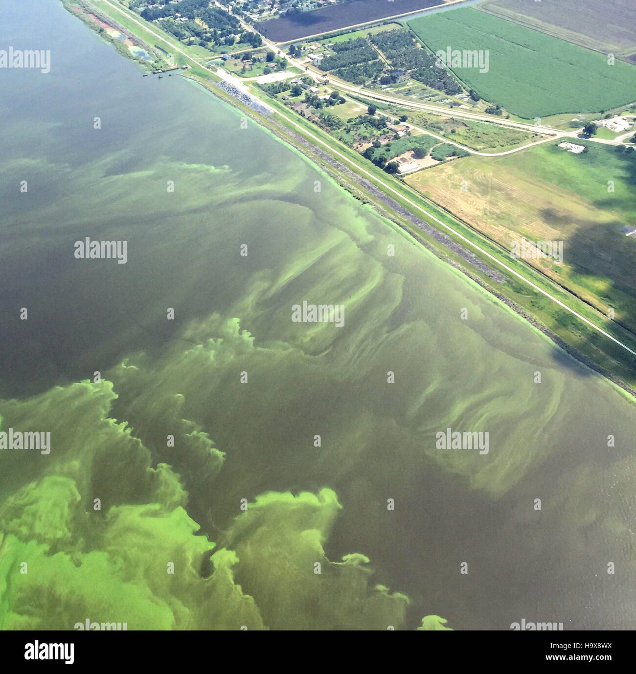Algae bloom lake okeechobee hi-res stock photography and images - Alamy