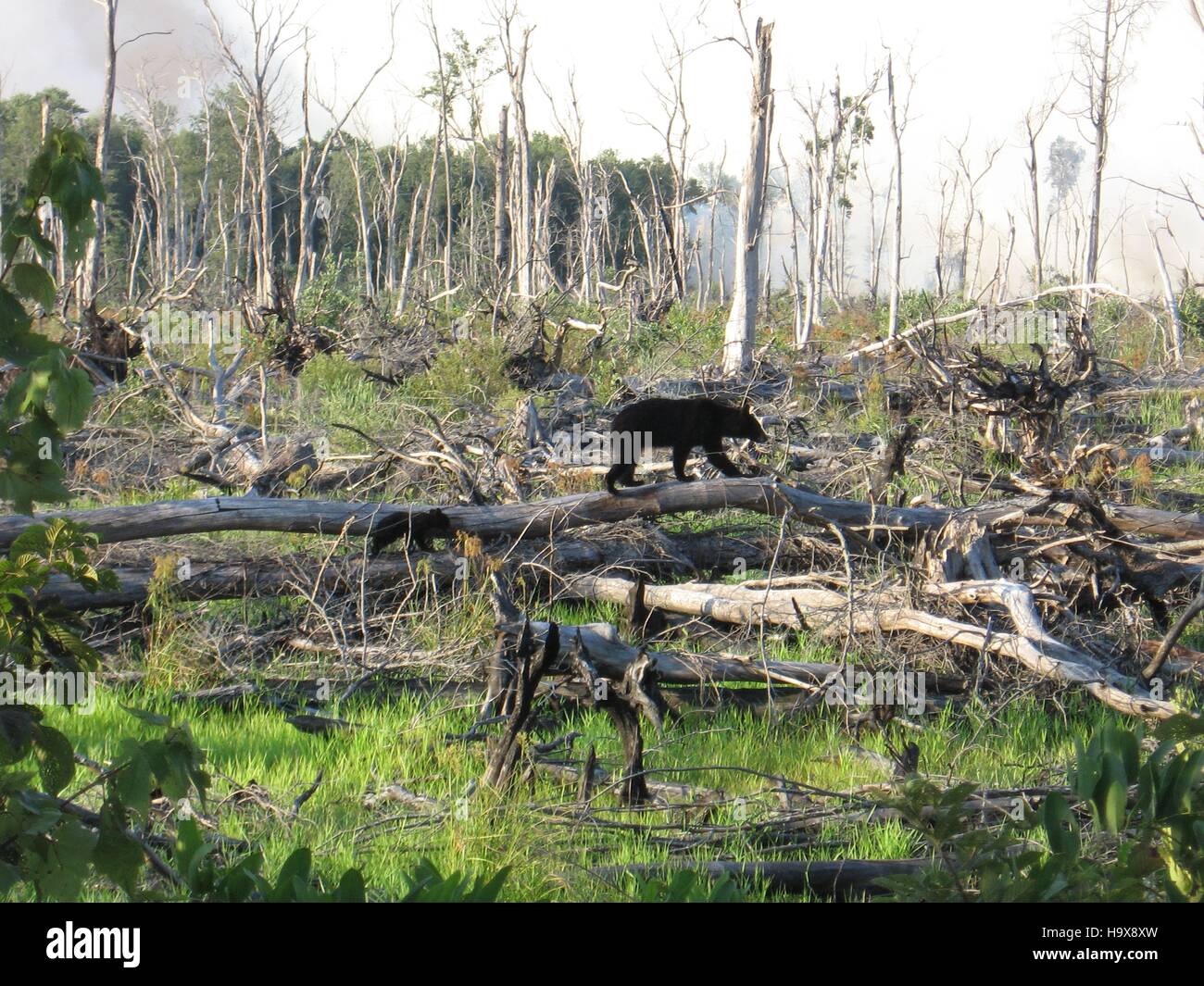 Great Dismal Swamp Wildfire