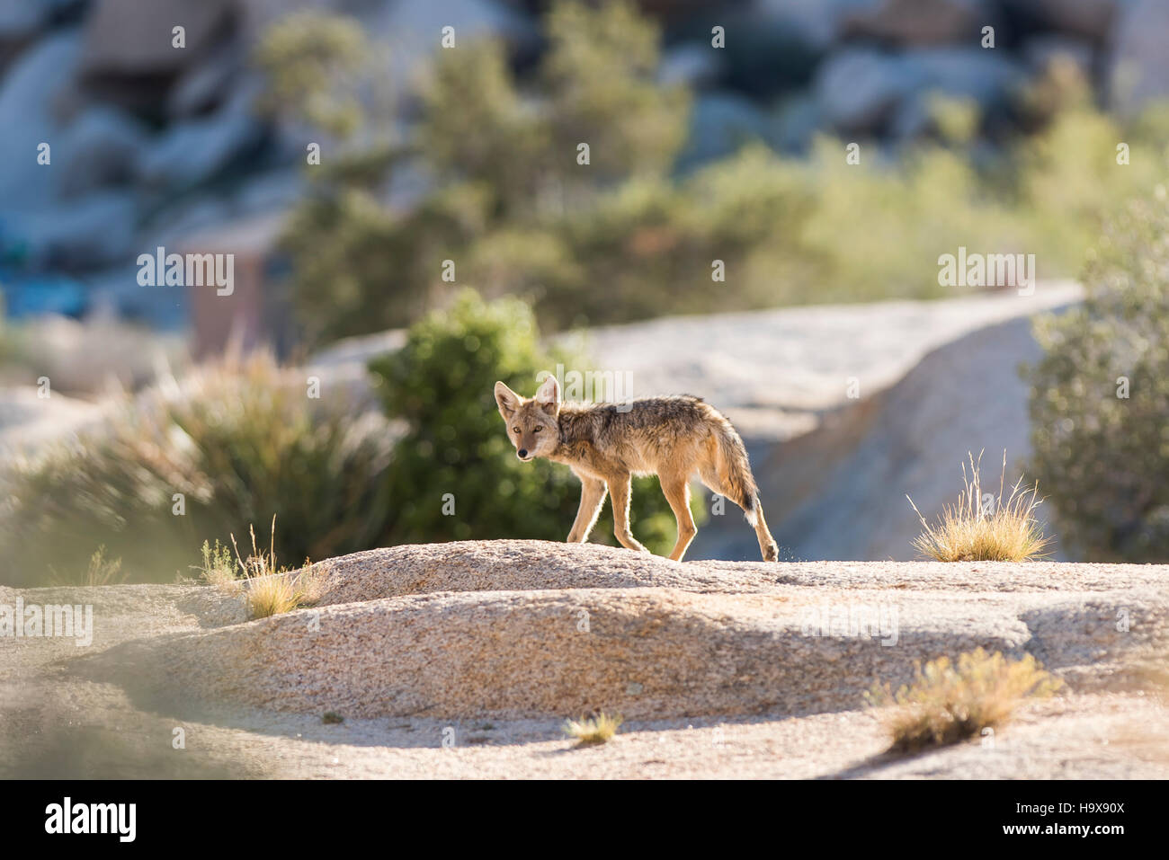 A coyote runs along the Hidden Valley Campground at the Joshua Tree ...