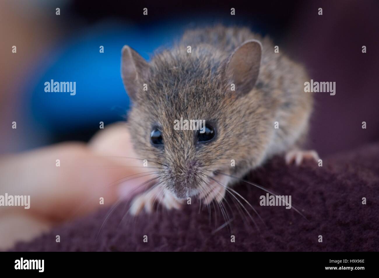 An endangered salt marsh harvest mouse sits on a persons sleeve August ...