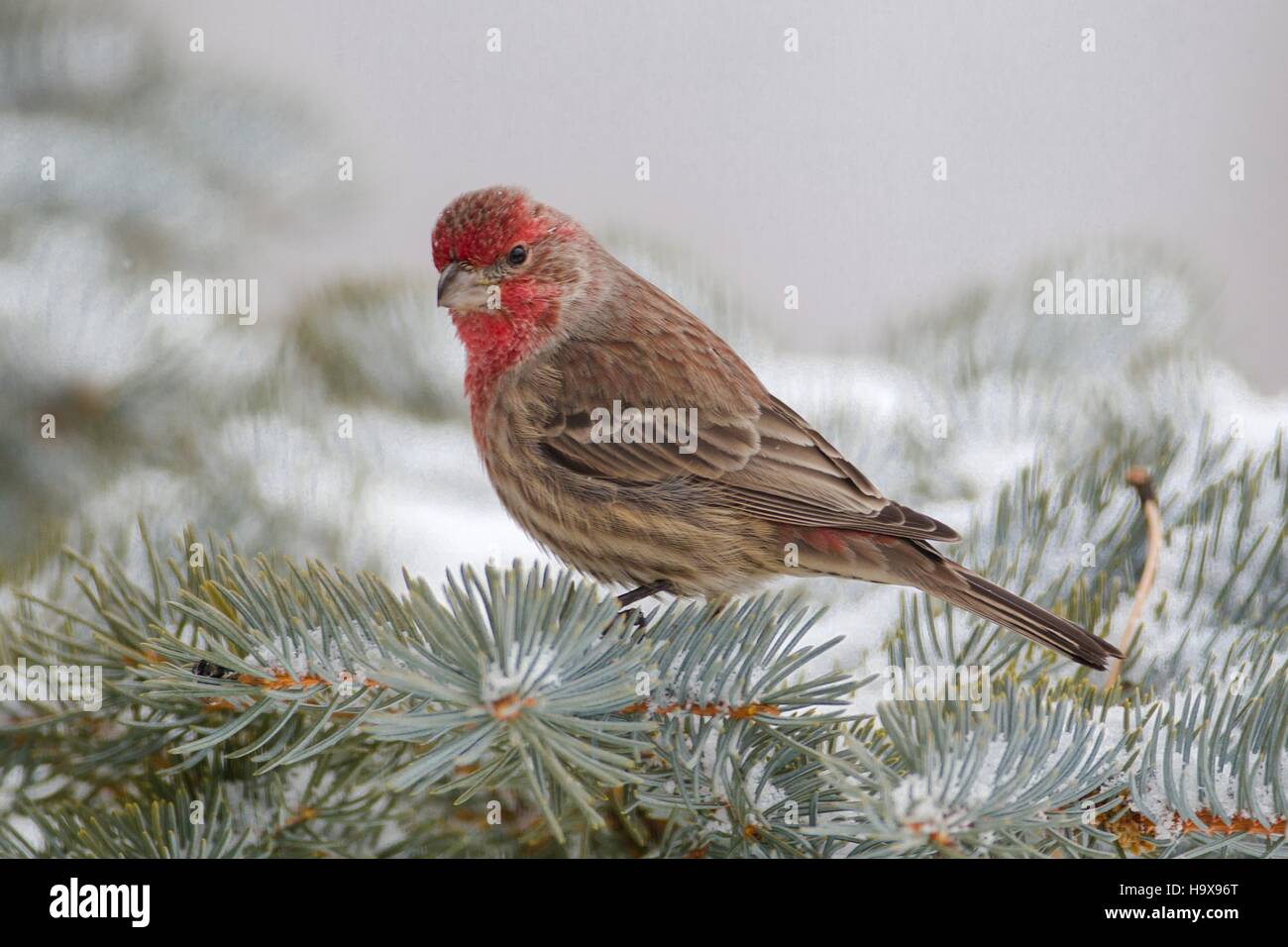 A male house finch perches on a pine tree at Eagle Cliff Mountain in ...