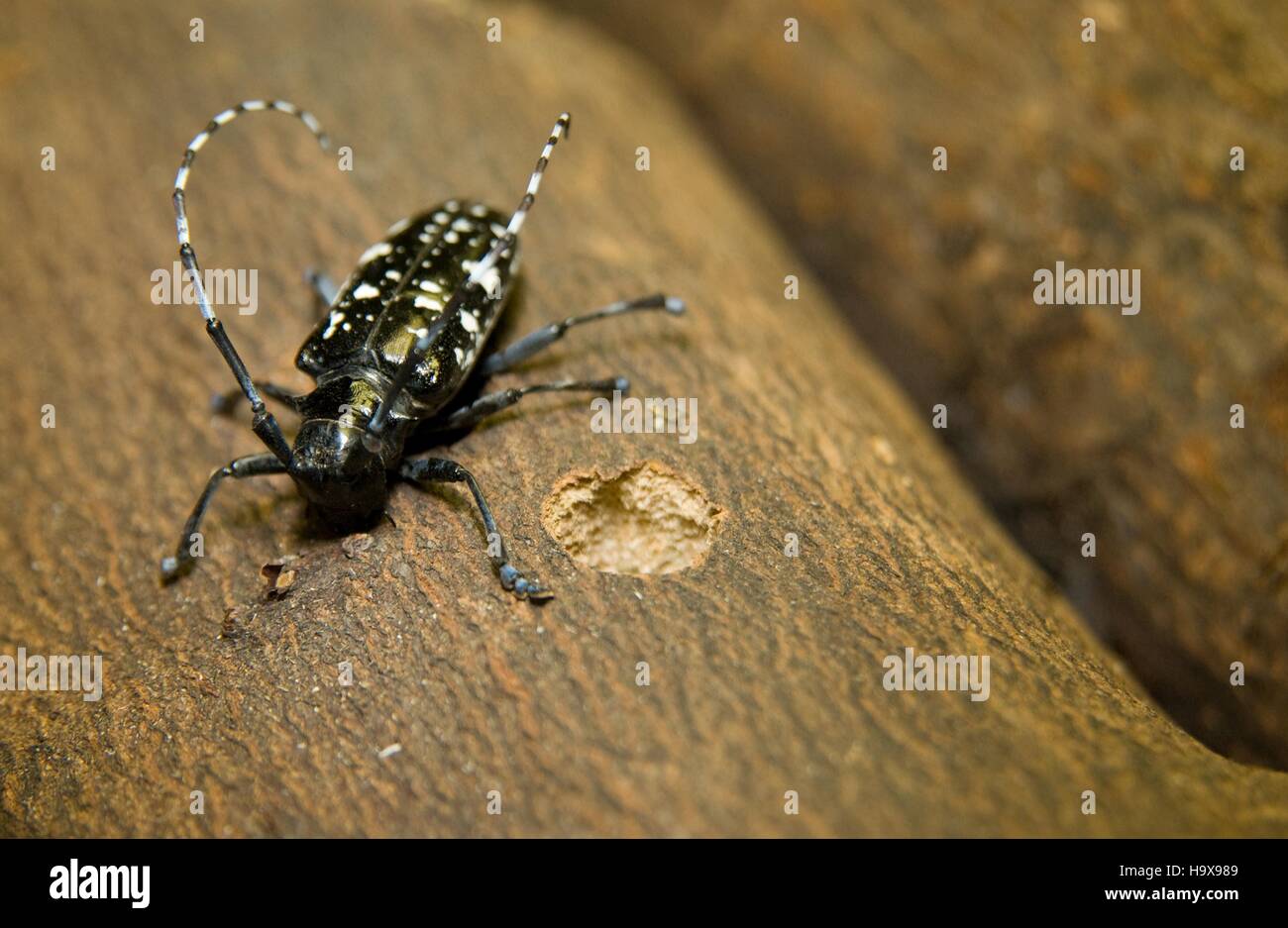Asian long horned beetle hi-res stock photography and images - Alamy