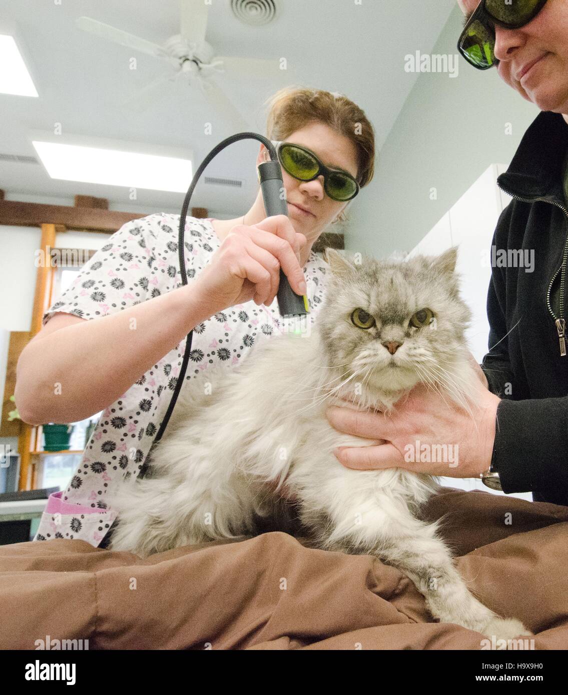 Laser therapy cat hi-res stock photography and images - Alamy