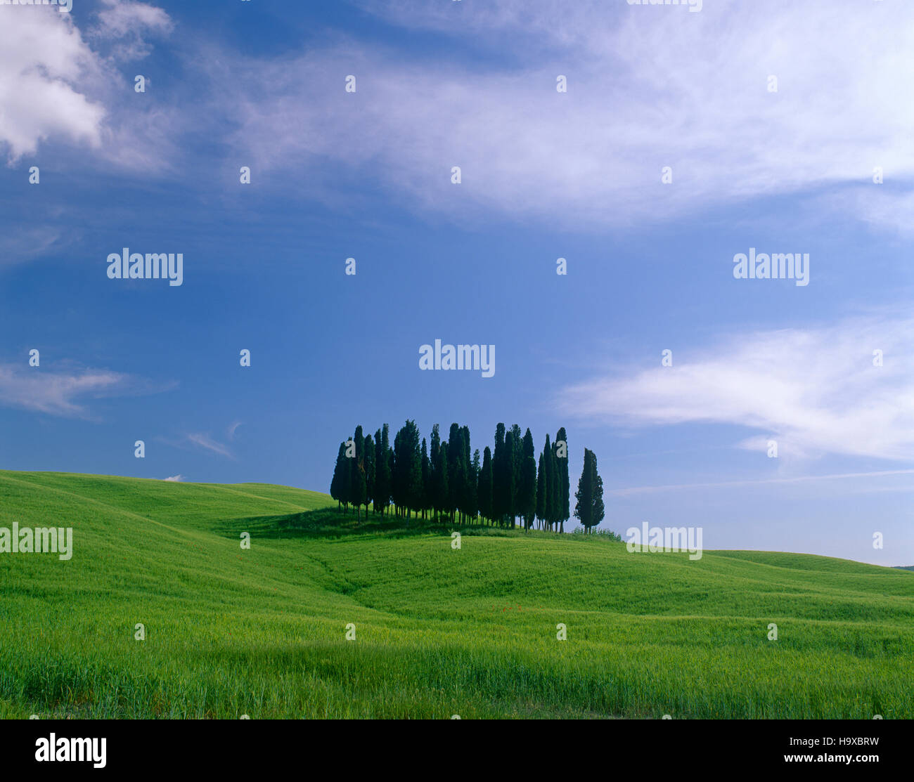 Cypress trees italy hi-res stock photography and images - Alamy