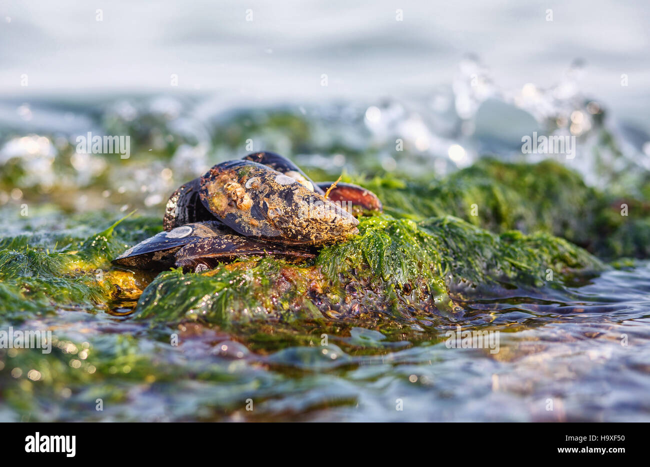 mussels the sea Stock Photo - Alamy
