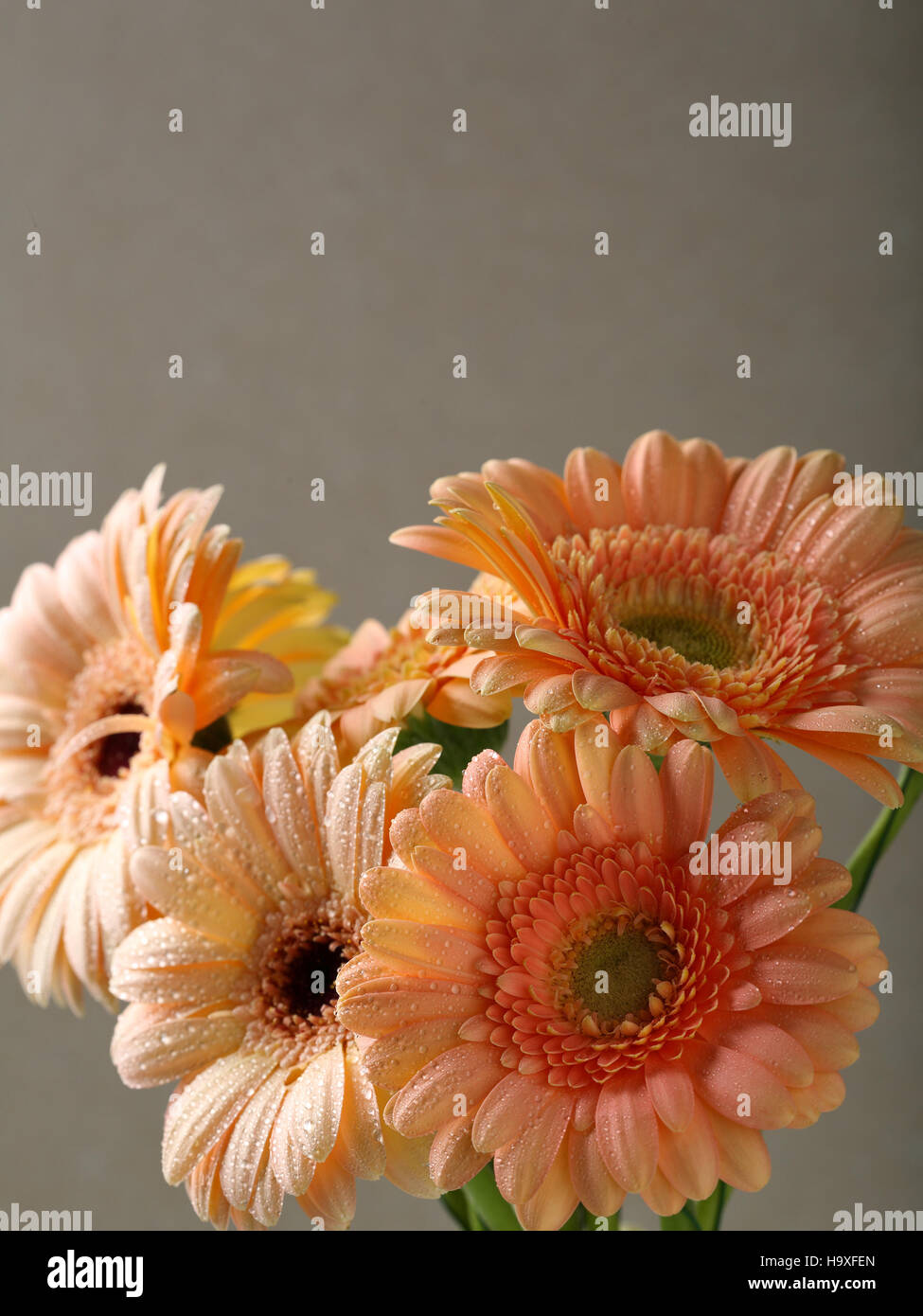 Fresh gerbera flowers background, closeup Stock Photo - Alamy