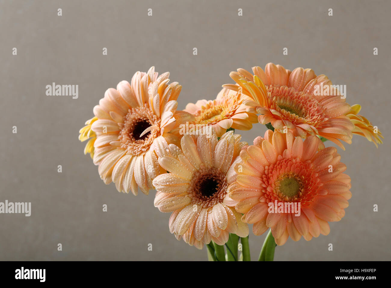 Fresh daisy flowers background, closeup Stock Photo - Alamy