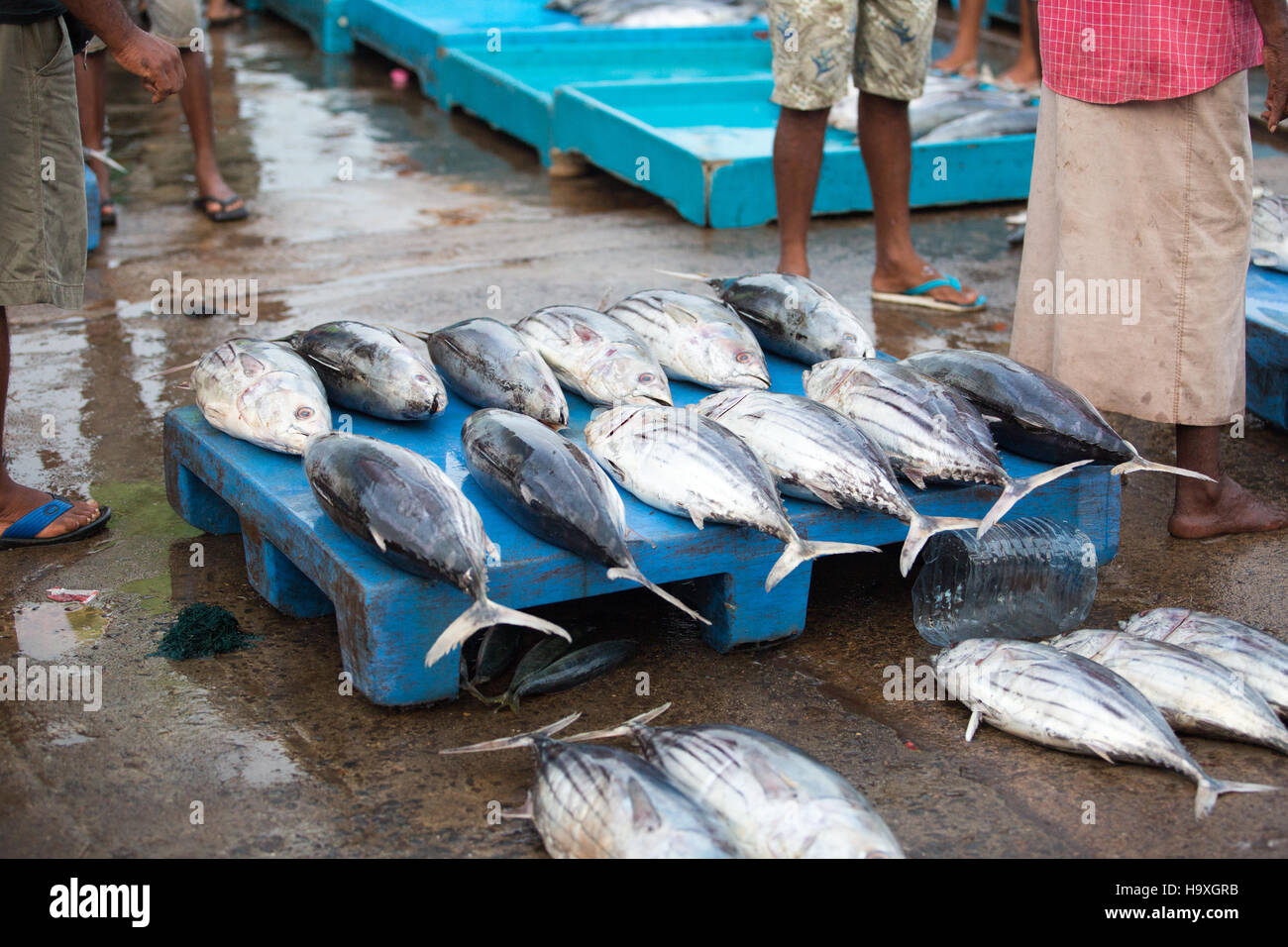 Fish market Beruwala Sri Lanka Stock Photo - Alamy