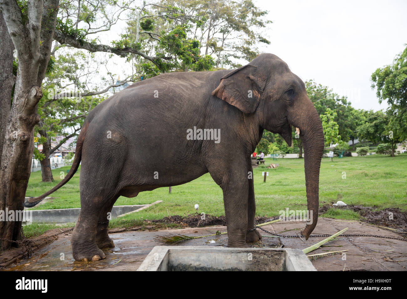 Uthpalawarna Sri Vishnu Devalaya in Devinuwara Matra Sri Lanka Stock ...