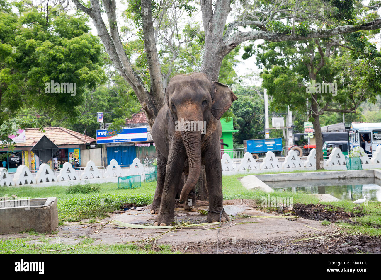 Uthpalawarna Sri Vishnu Devalaya in Devinuwara Matra Sri Lanka Stock ...