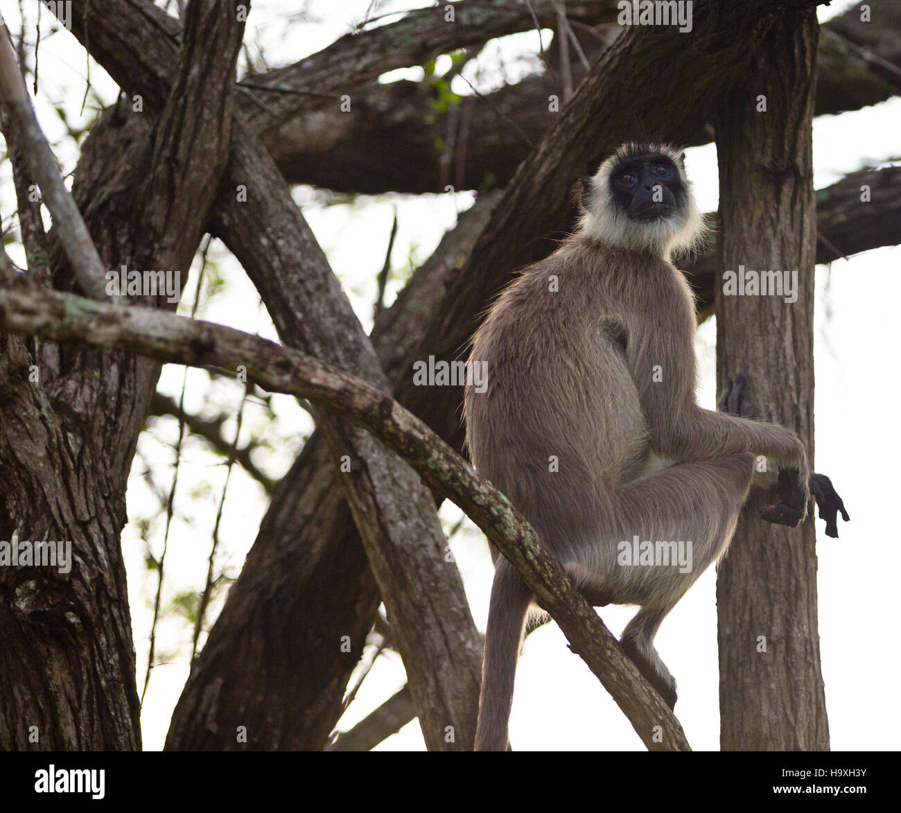 Wild animals Yala National Park Southern province Sri Lanka Stock Photo ...