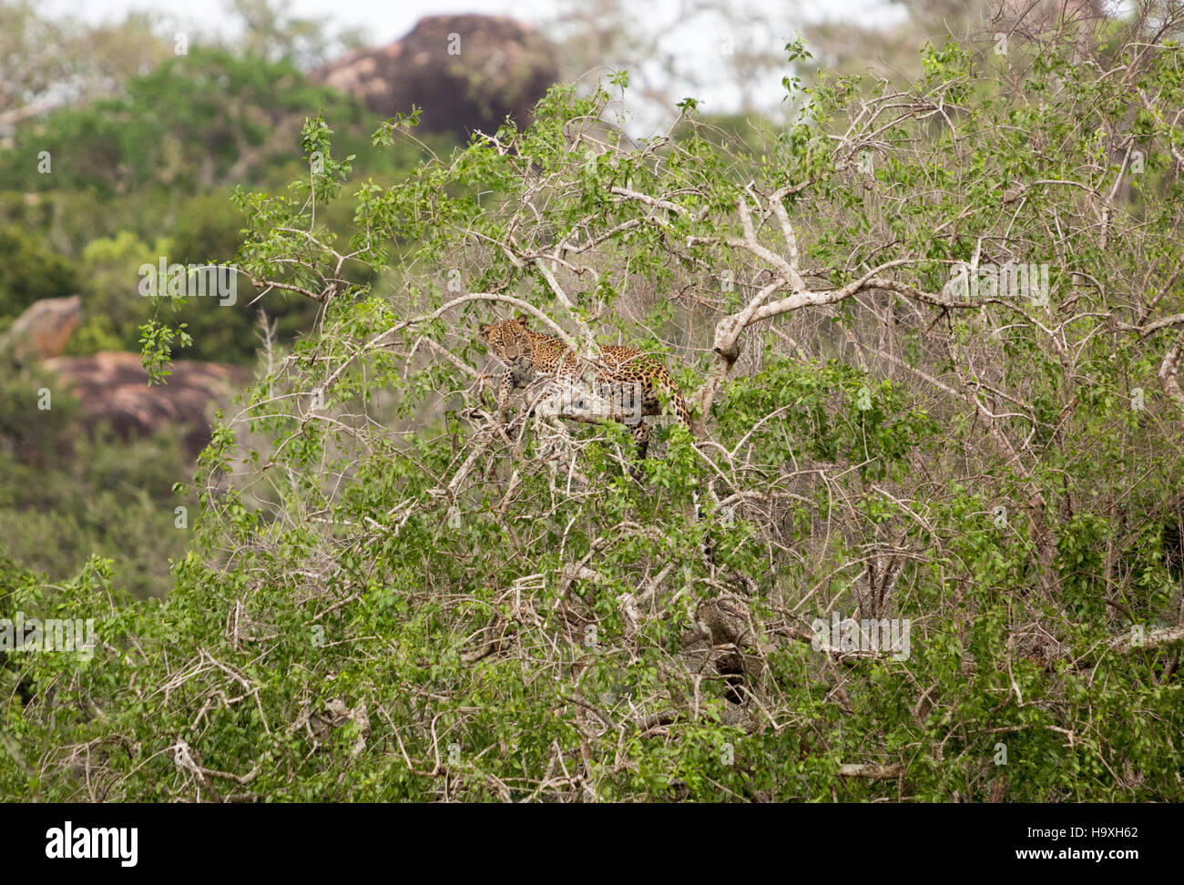 Wild animals Yala National Park Southern province Sri Lanka Stock Photo ...