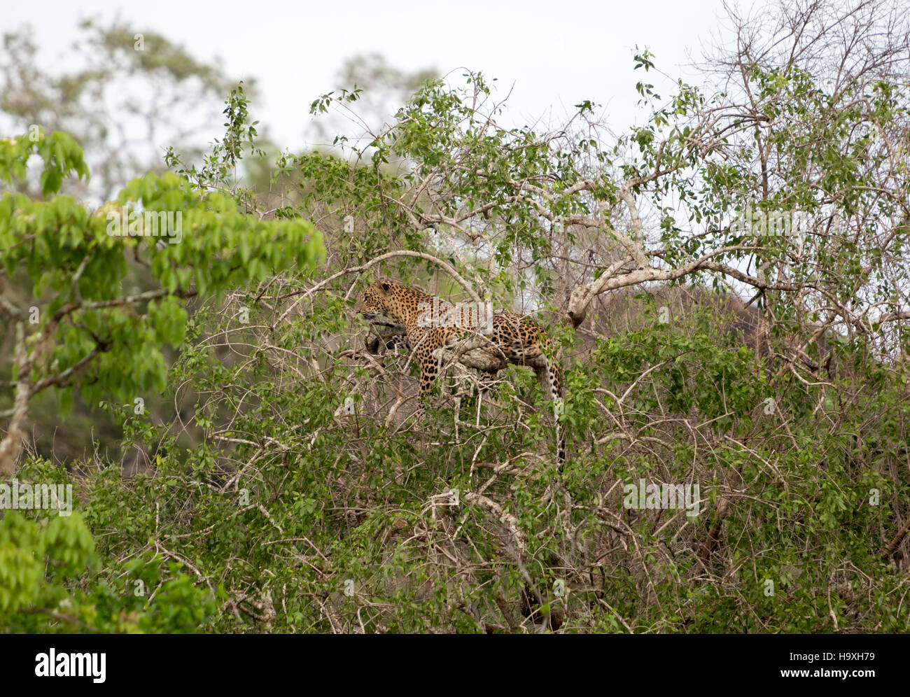 Wild animals Yala National Park Southern province Sri Lanka Stock Photo ...