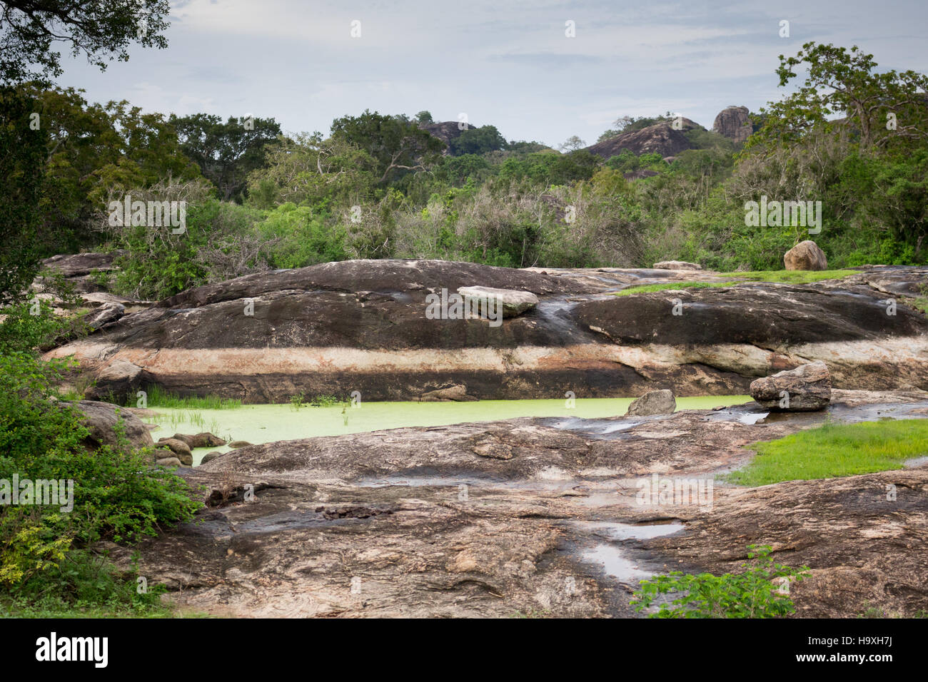 Wild animals Yala National Park Southern province Sri Lanka Stock Photo ...