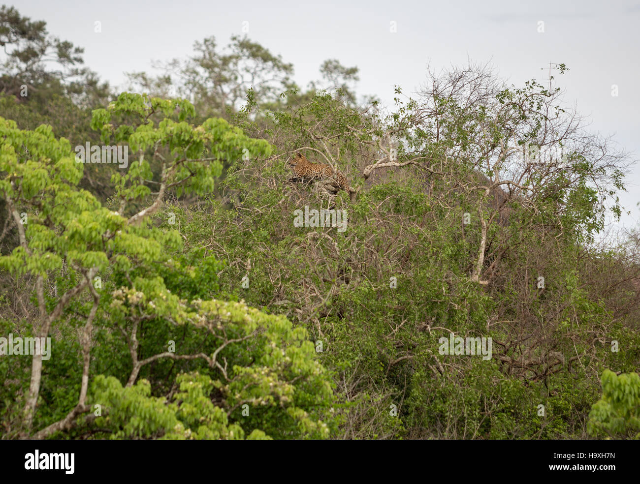 Wild animals Yala National Park Southern province Sri Lanka Stock Photo ...