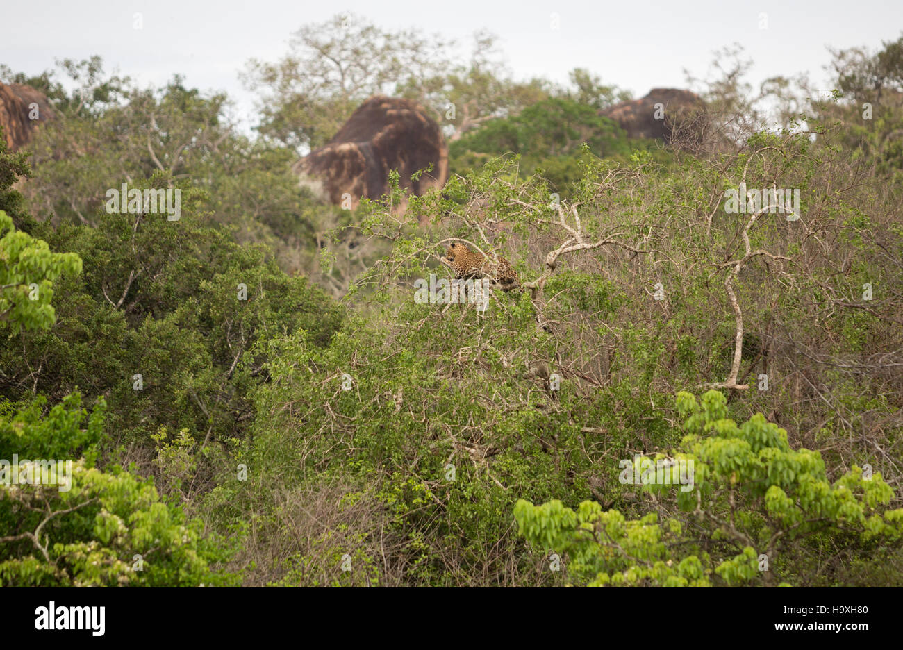 Wild animals Yala National Park Southern province Sri Lanka Stock Photo ...