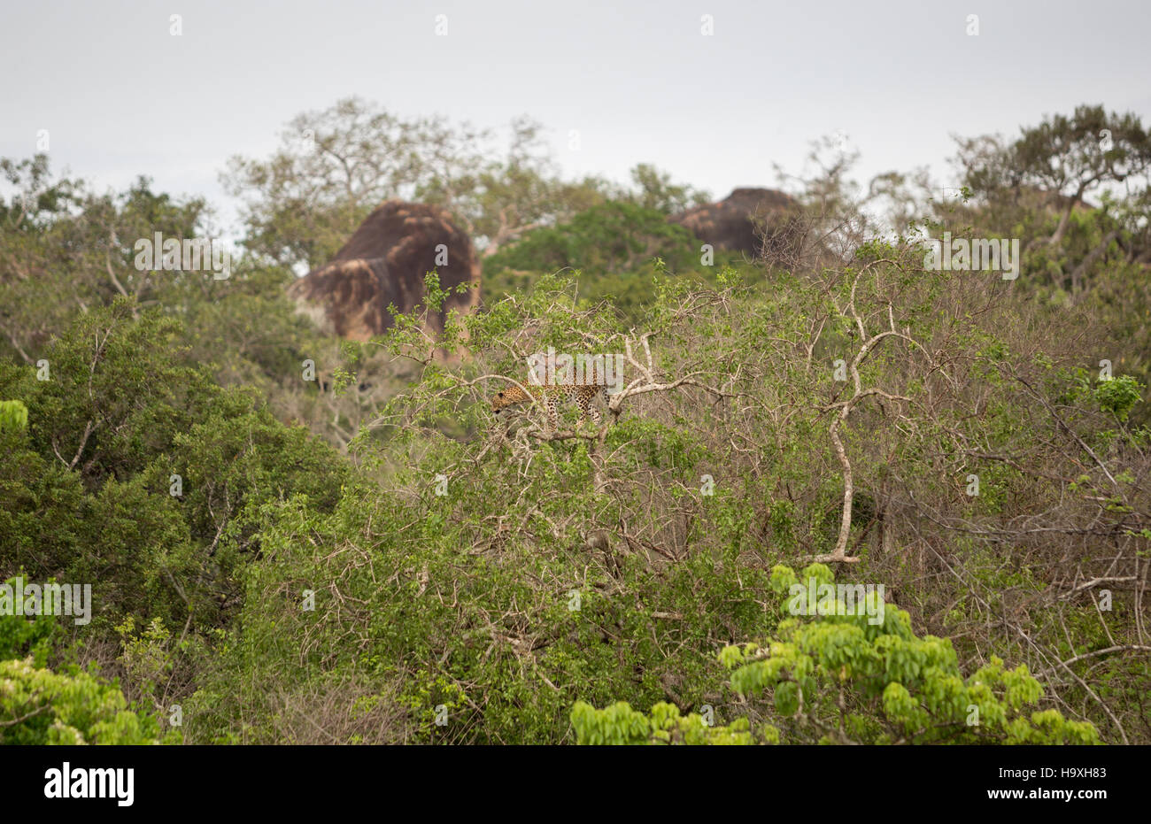 Wild animals Yala National Park Southern province Sri Lanka Stock Photo ...