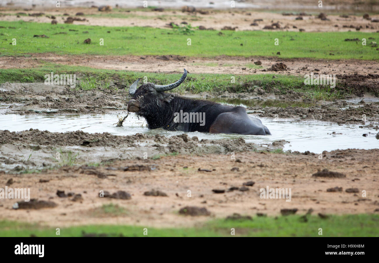 Wild animals Yala National Park Southern province Sri Lanka Stock Photo ...