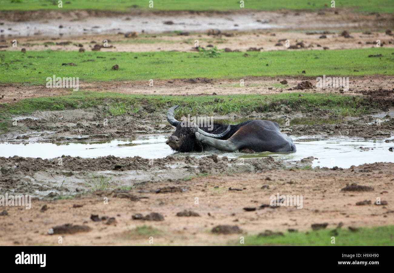 Wild animals Yala National Park Southern province Sri Lanka Stock Photo ...