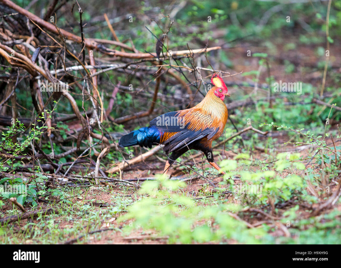 Wild animals Yala National Park Southern province Sri Lanka Stock Photo ...