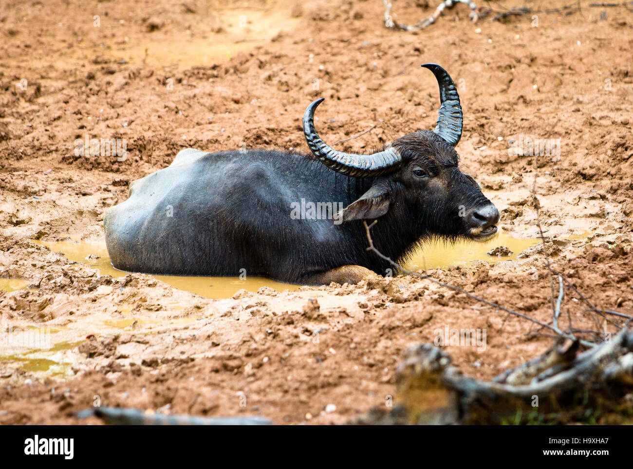 Wild animals Yala National Park Southern province Sri Lanka Stock Photo ...
