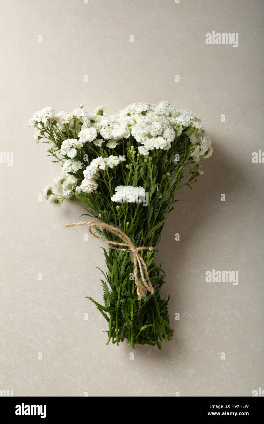 Baby breath plant hi-res stock photography and images - Alamy