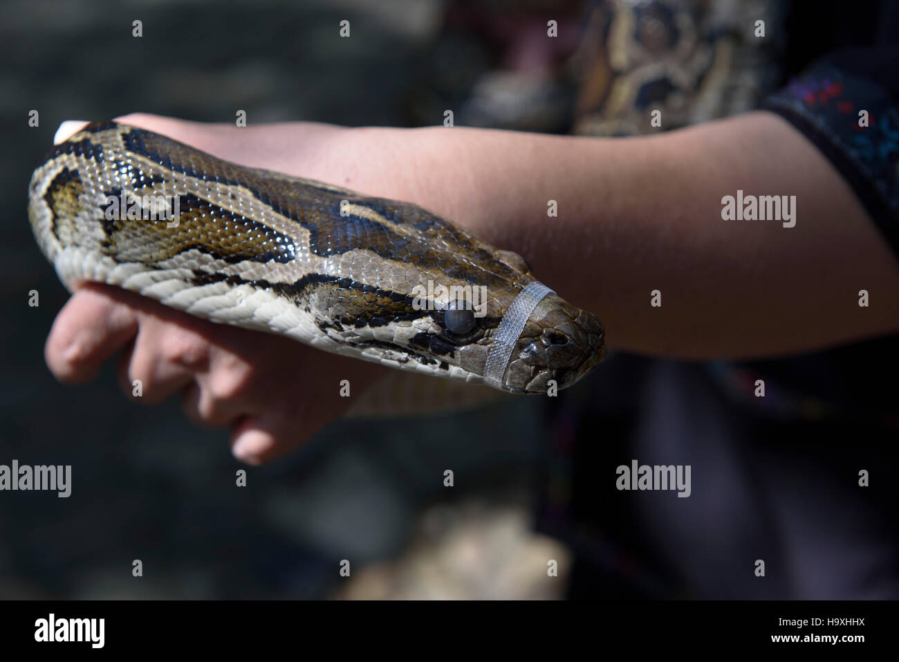 snake inVillage Binlang of Li and Miao minorities near Sanya, Hainan ...