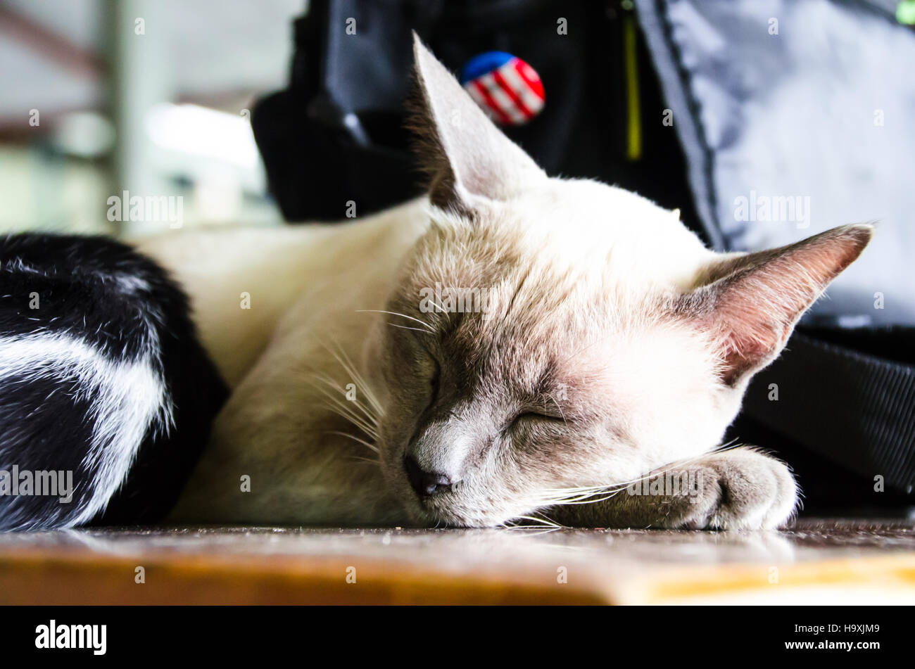 The cat Sleeping on the Wood Table Stock Photo - Alamy