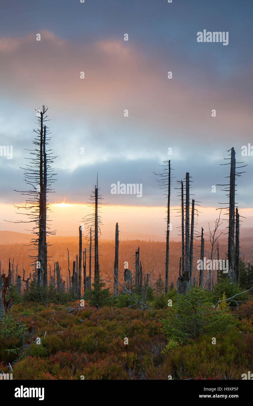 Broken dead spruce trees afflicted by European spruce bark beetle (Ips ...