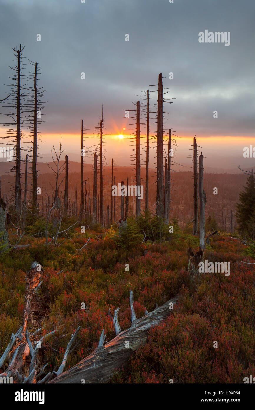 Broken dead spruce trees afflicted by European spruce bark beetle (Ips ...