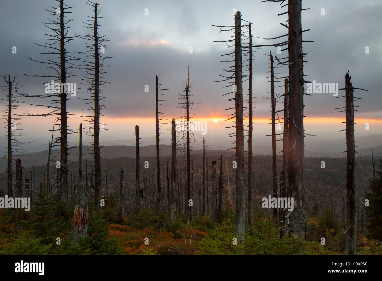Broken dead spruce trees afflicted by European spruce bark beetle (Ips ...