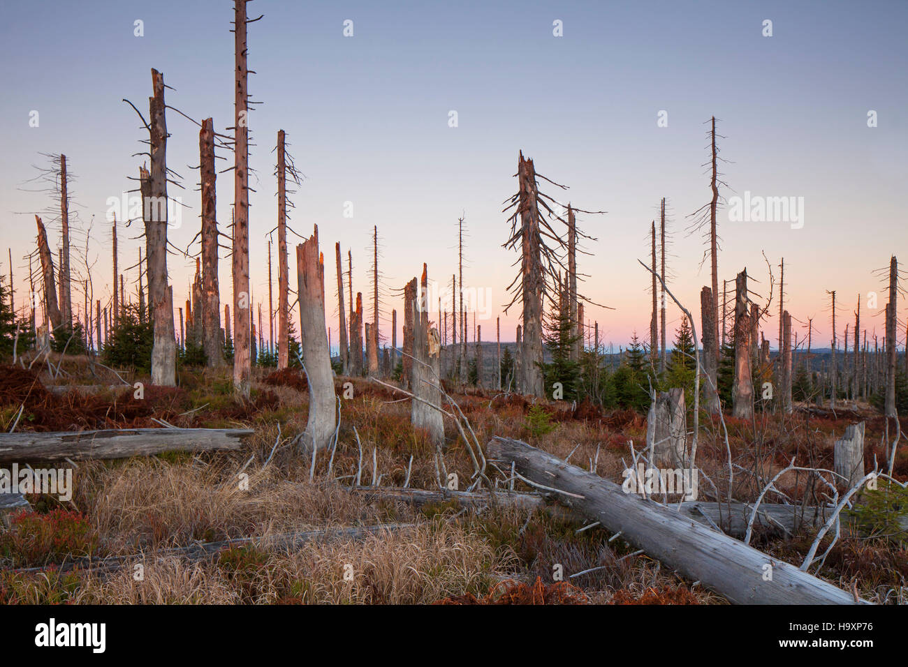 Broken dead spruce trees afflicted by European spruce bark beetle (Ips ...
