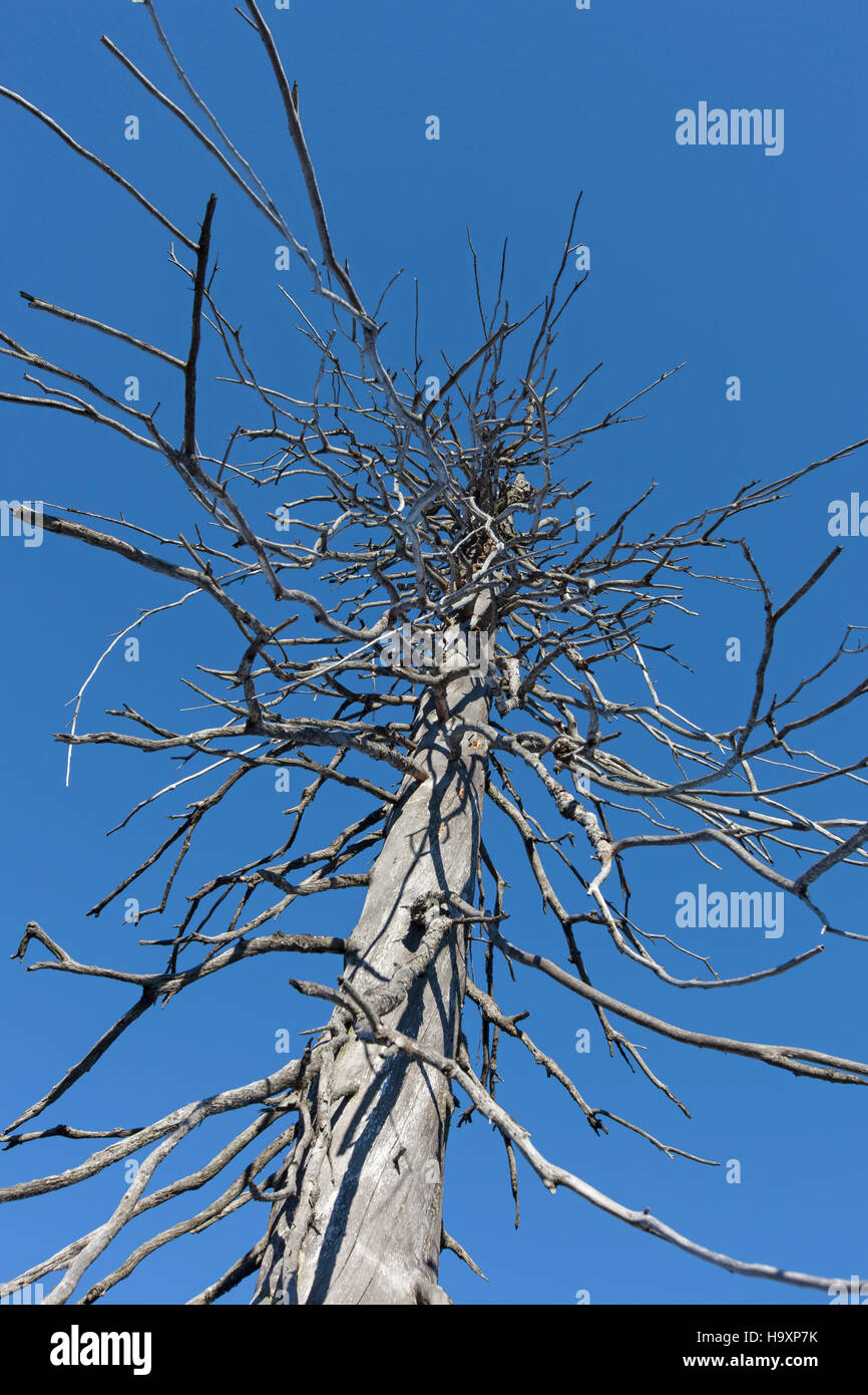 Dead spruce tree afflicted by European spruce bark beetle (Ips ...