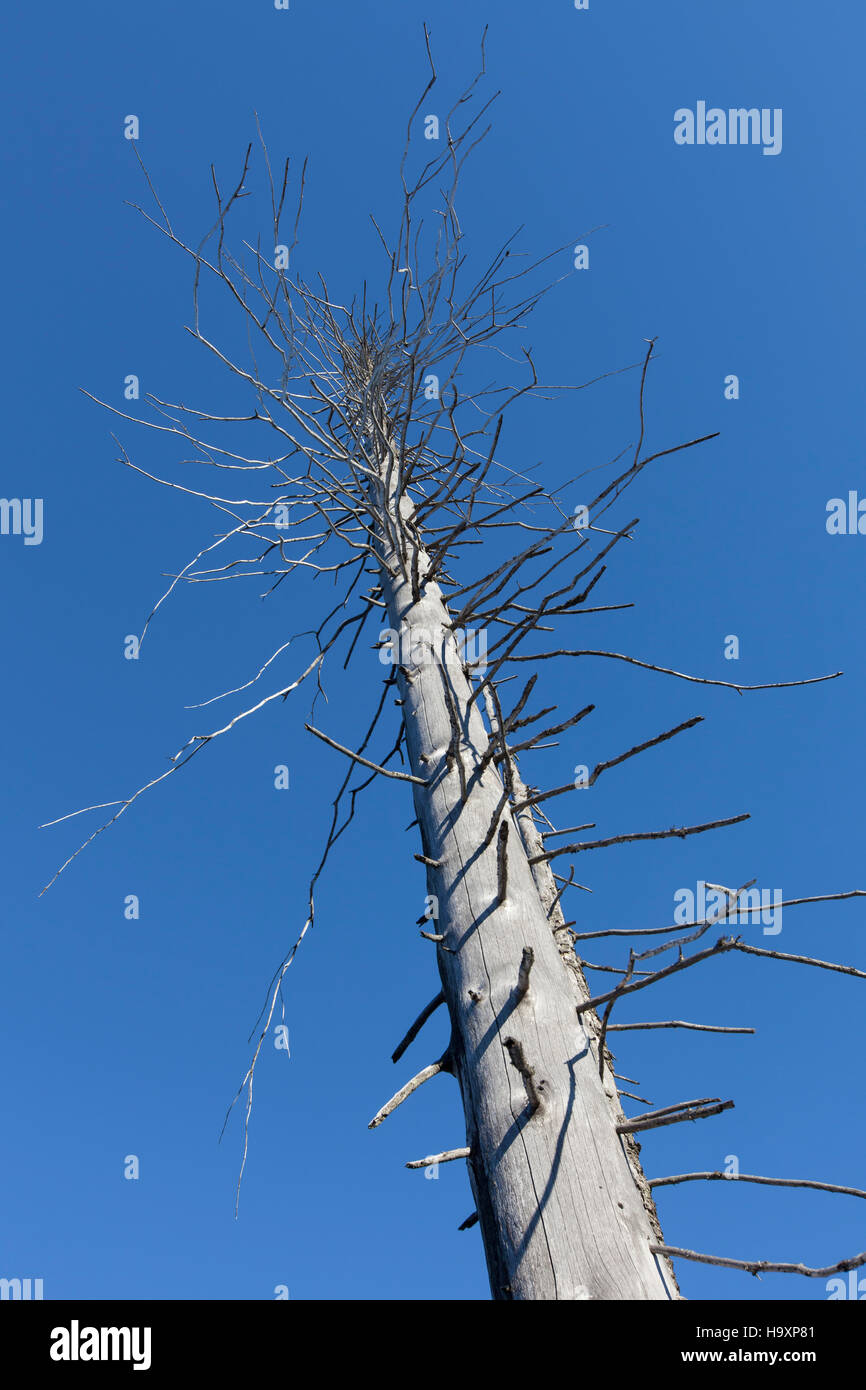 Dead spruce tree afflicted by European spruce bark beetle (Ips ...