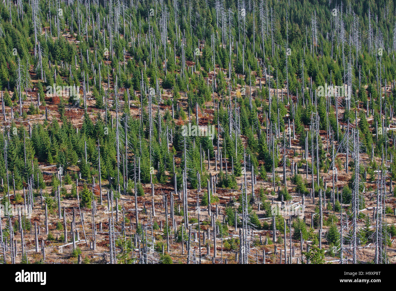 Broken dead spruce trees afflicted by European spruce bark beetle (Ips ...