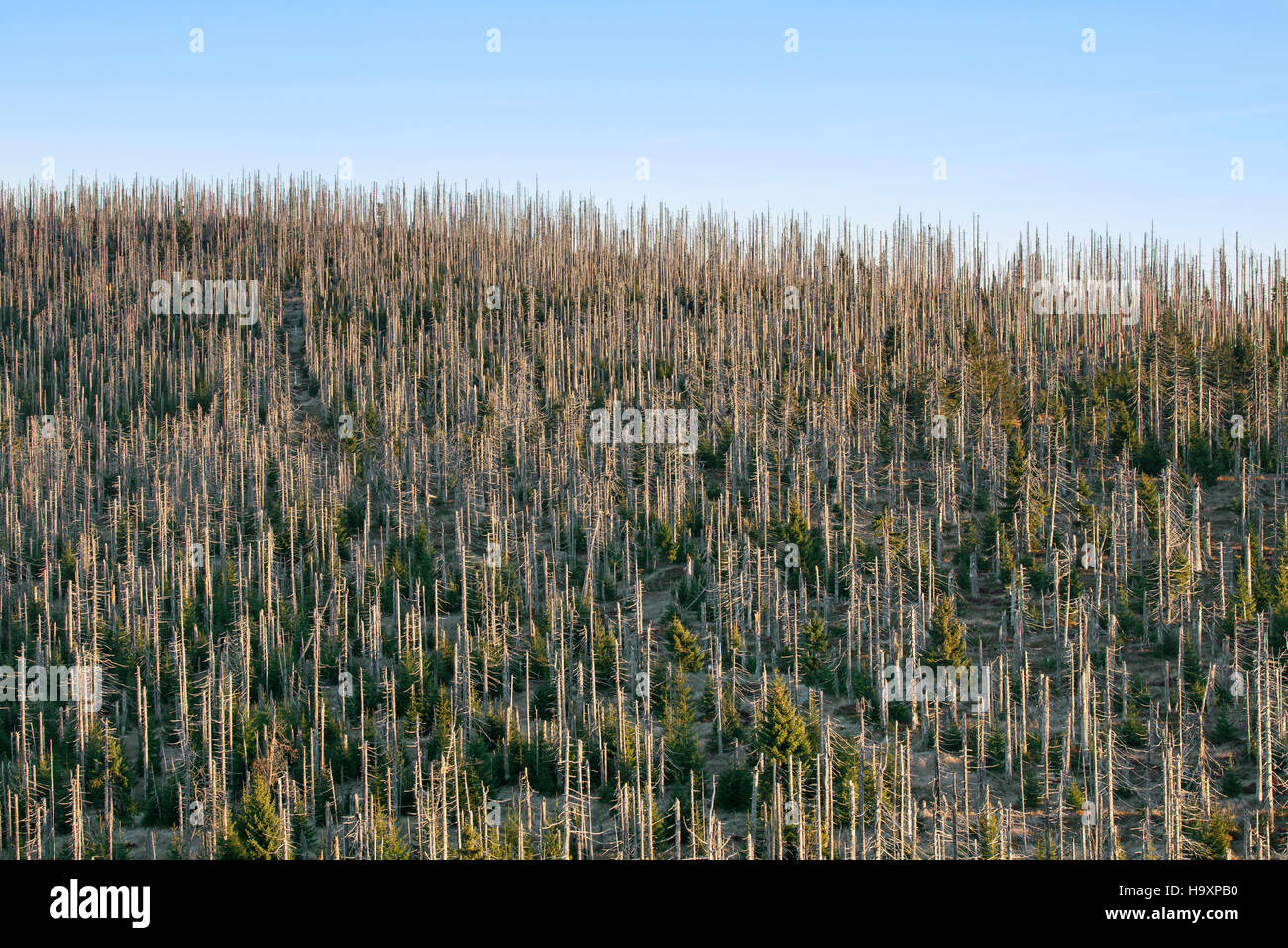 Broken dead spruce trees afflicted by European spruce bark beetle (Ips ...