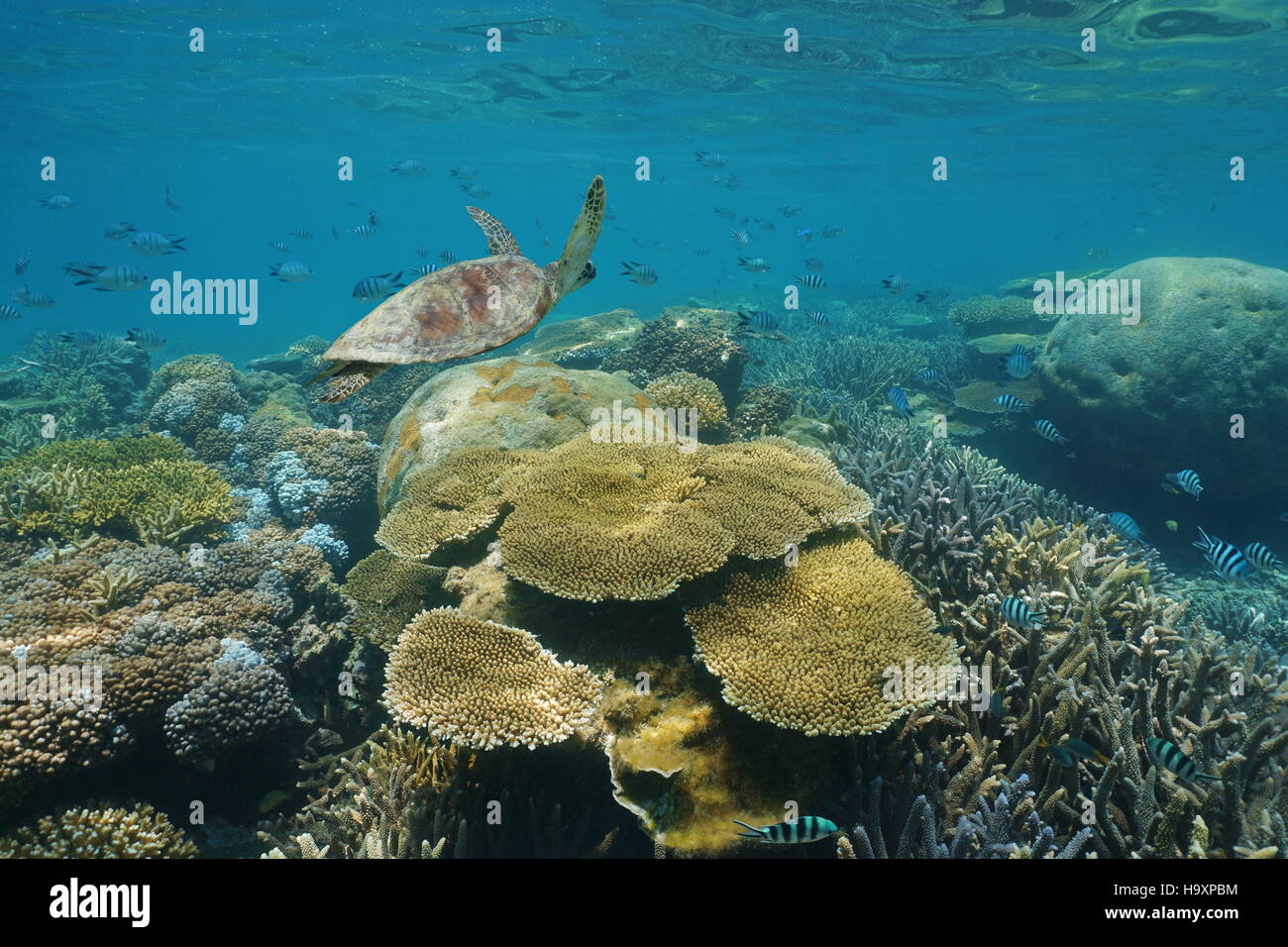 Shallow coral reef underwater with a green sea turtle and fish, New ...