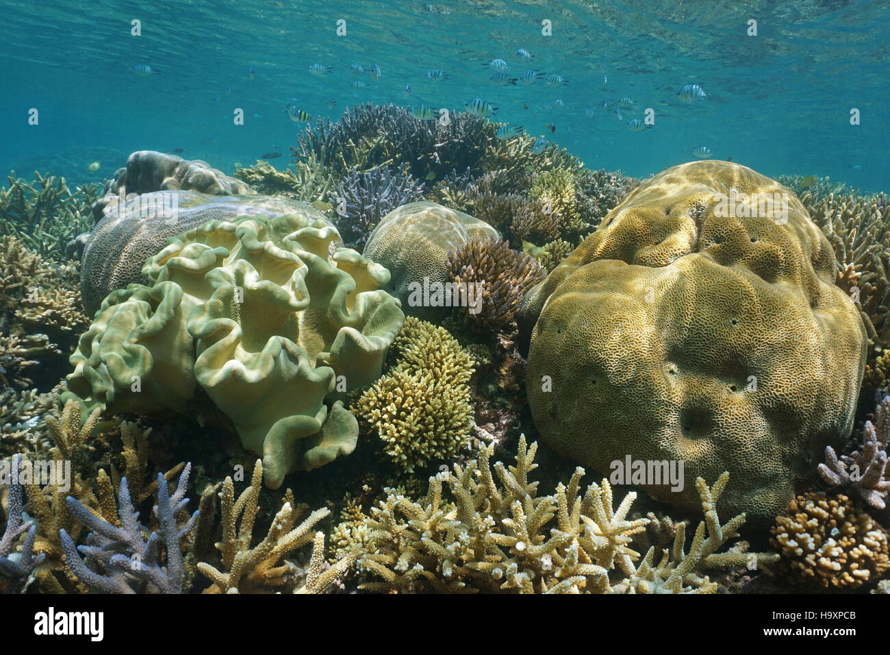 Diversity ecosystem hi-res stock photography and images - Alamy