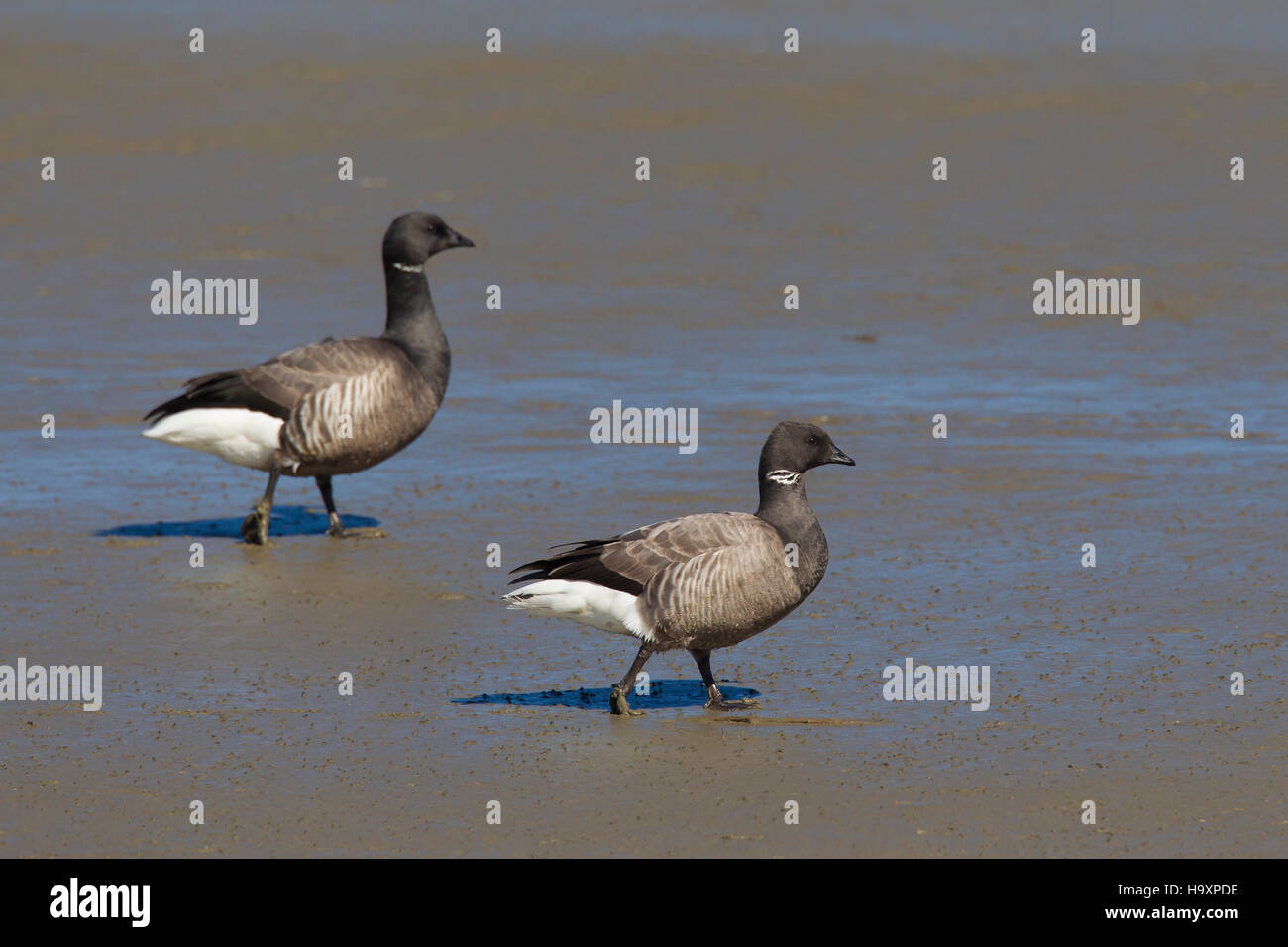 Brant geese hi-res stock photography and images - Alamy