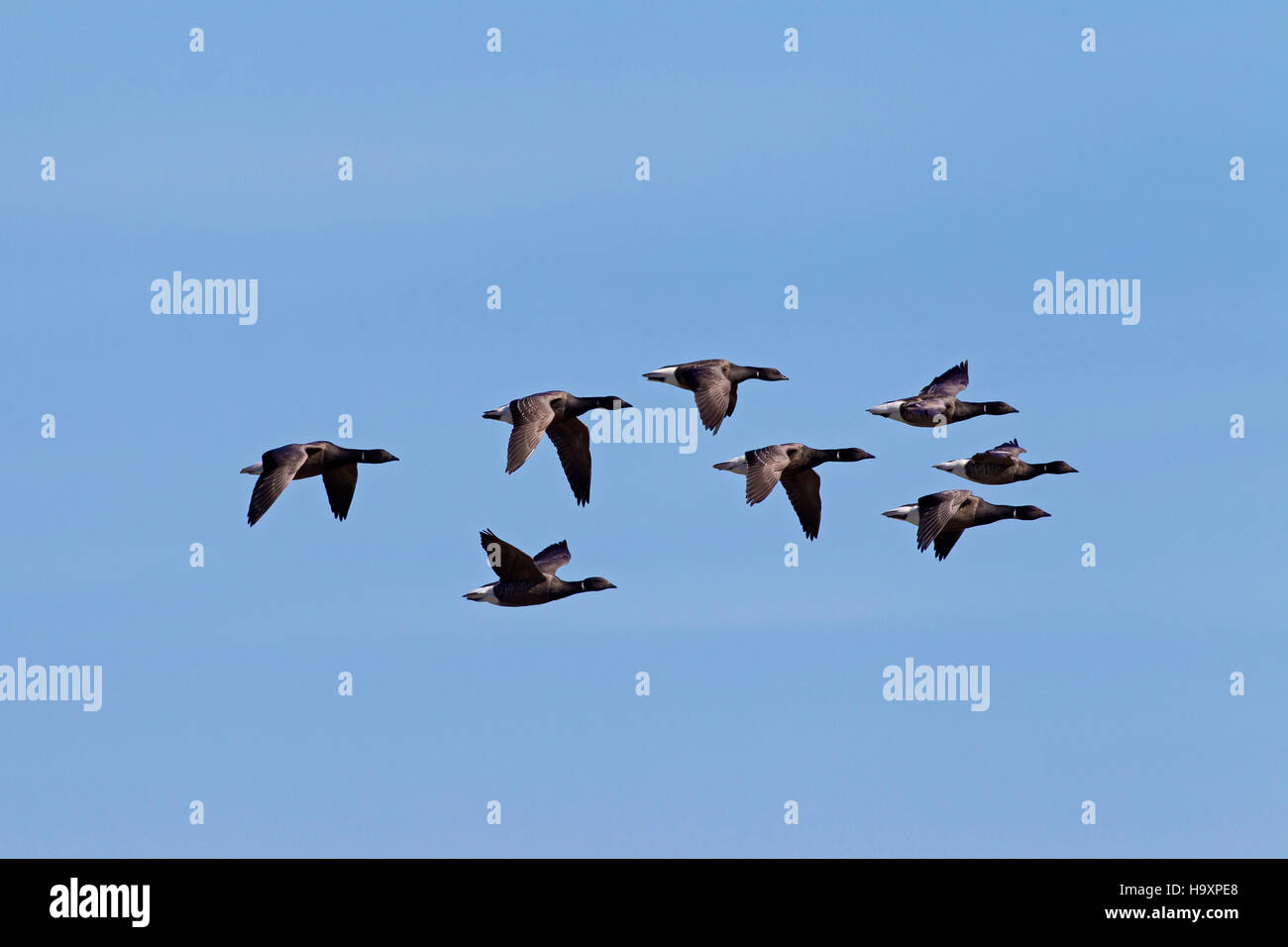 Brant geese / brent geese (Branta bernicla) flock in flight during ...