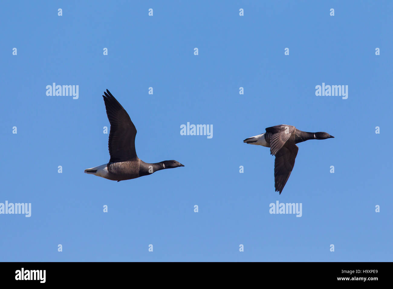 Two brant geese / brent geese (Branta bernicla) in flight during ...