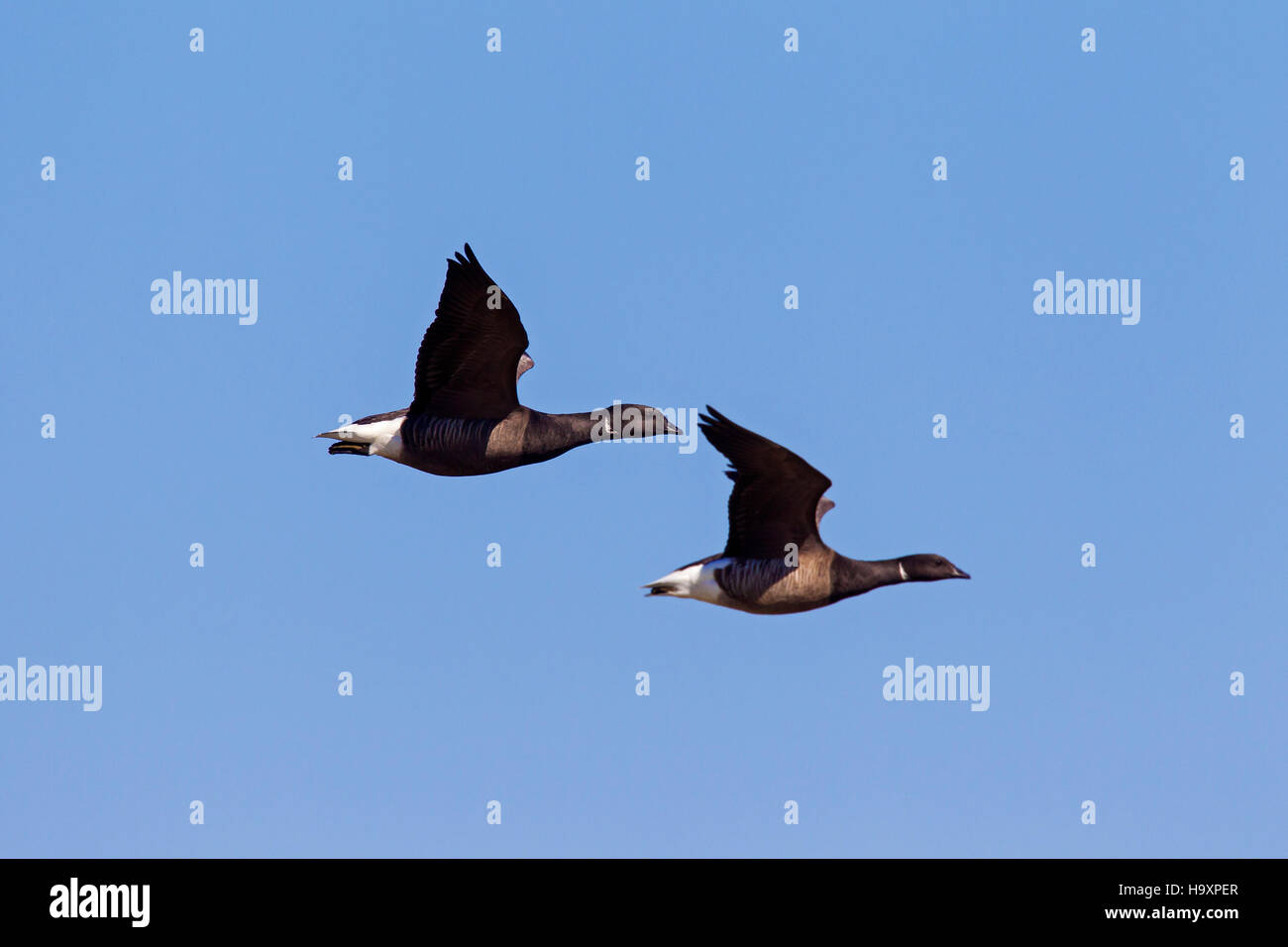 Two brant geese / brent geese (Branta bernicla) in flight during ...