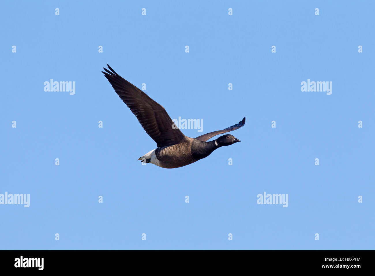 Brant goose / brent goose (Branta bernicla) in flight during migration ...