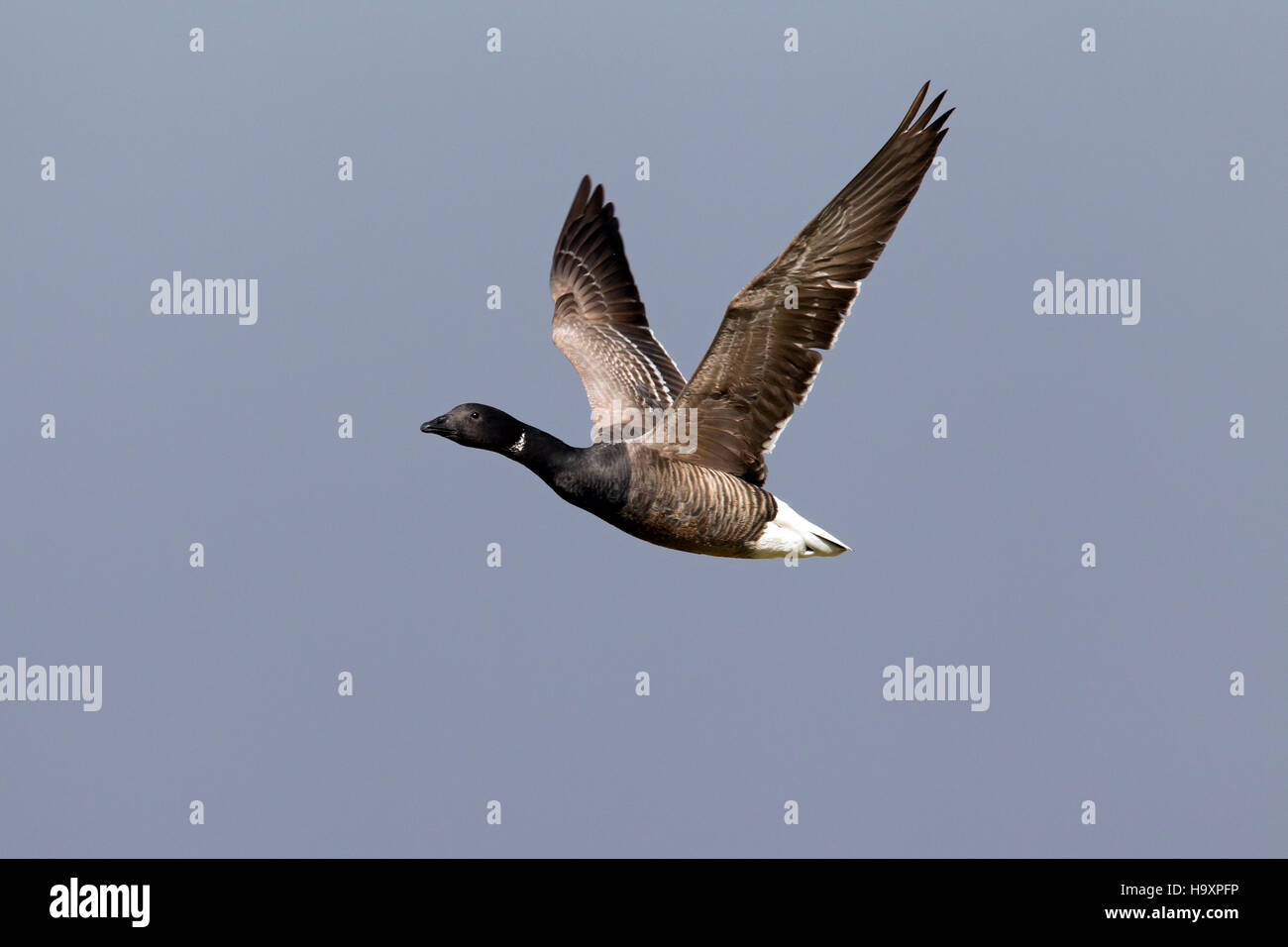Brant Goose Migration