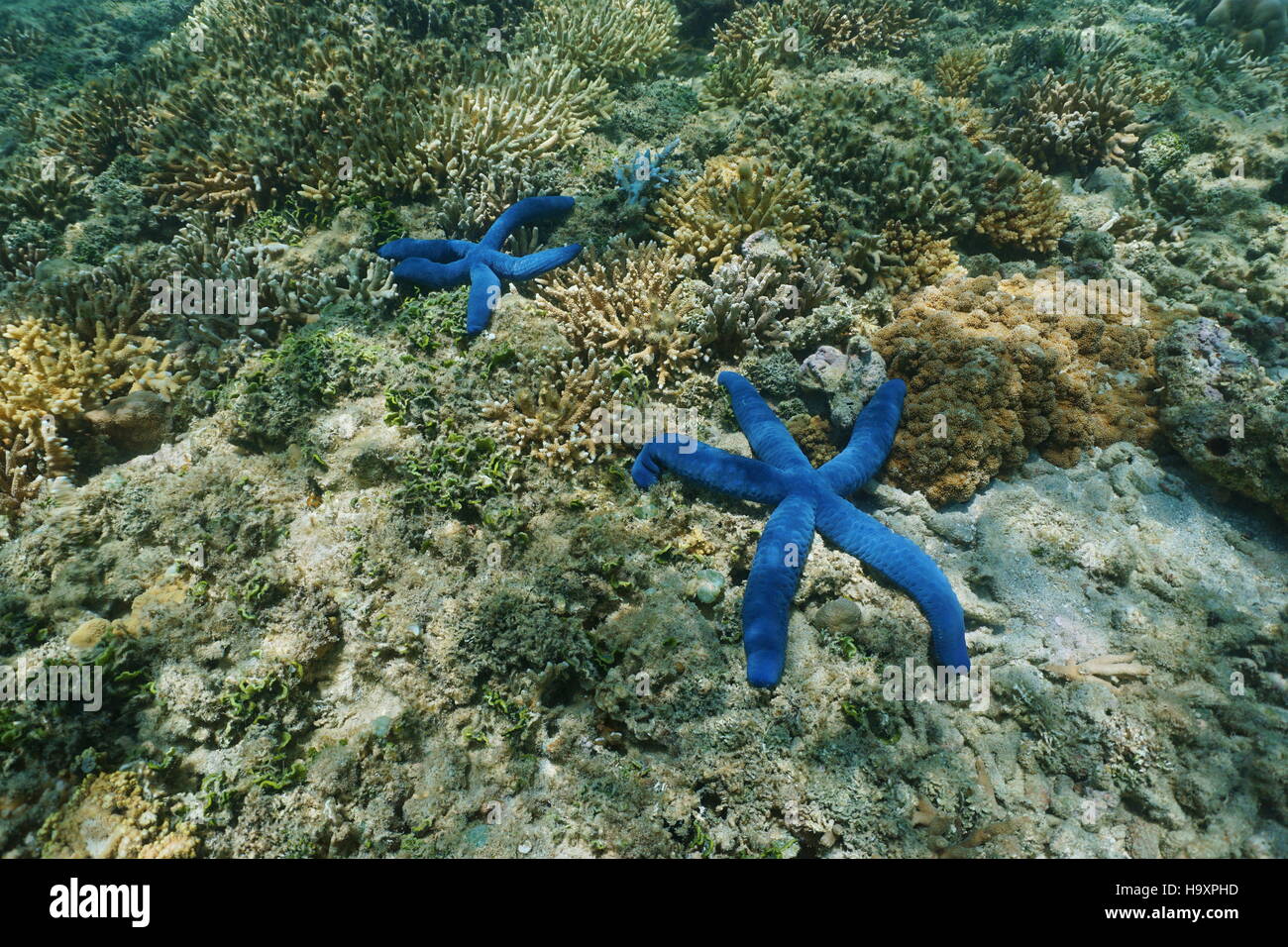 Two sea stars Linckia laevigata with natural blue color, underwater on ...
