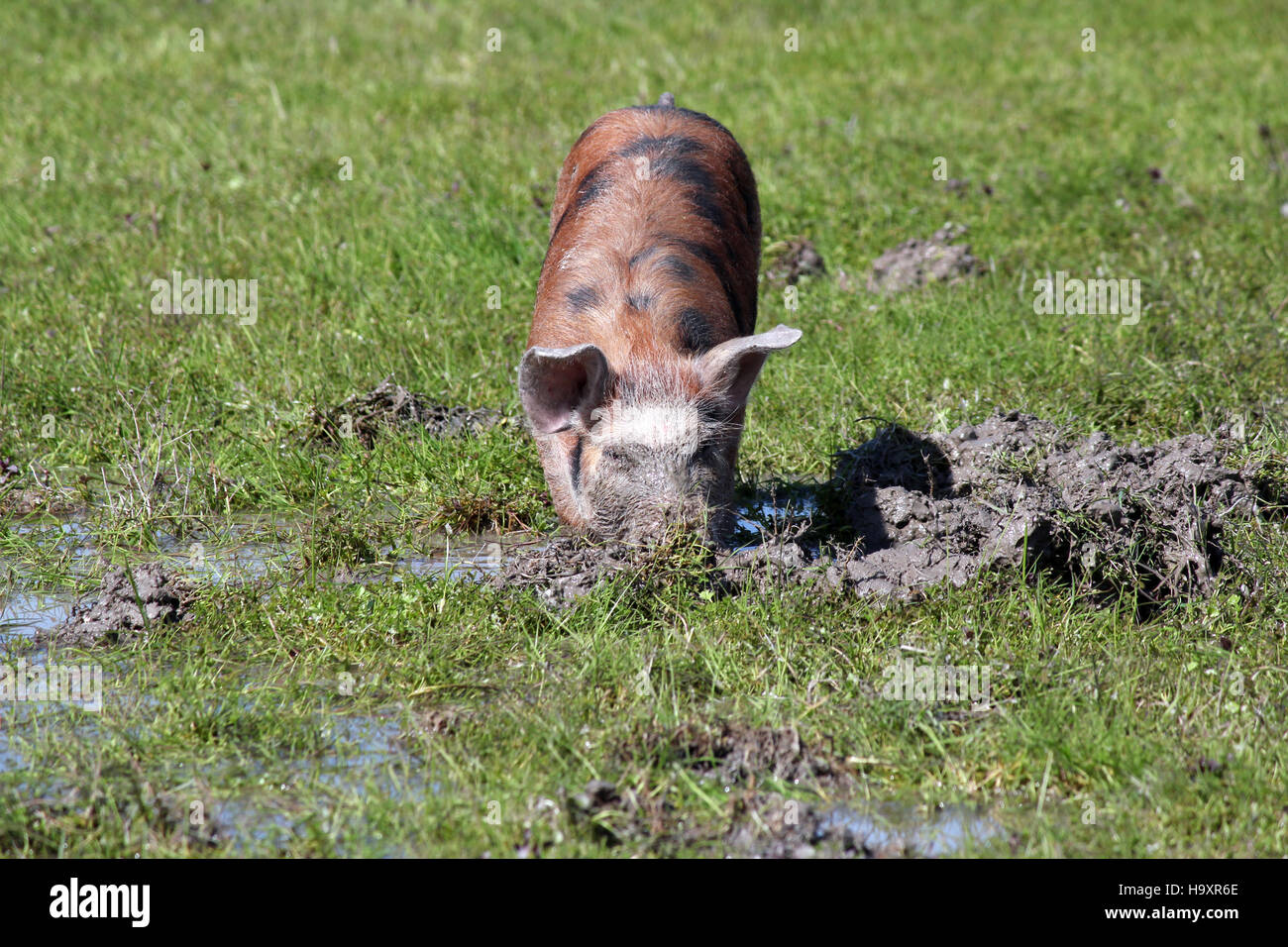 Cute pig in mud hi-res stock photography and images - Alamy